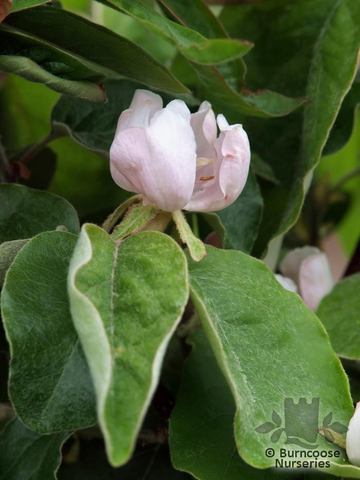 Cydonia Oblonga 'Vranja' from Burncoose Nurseries