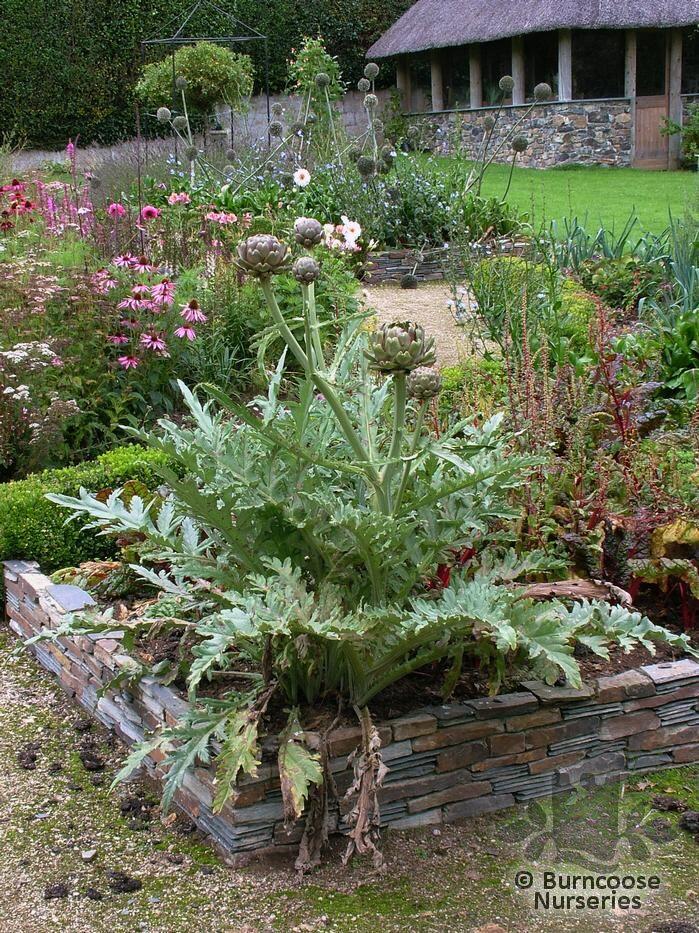 Cynara Scolymus from Burncoose Nurseries