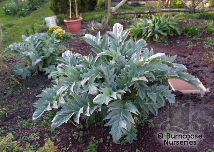 Cynara Scolymus from Burncoose Nurseries