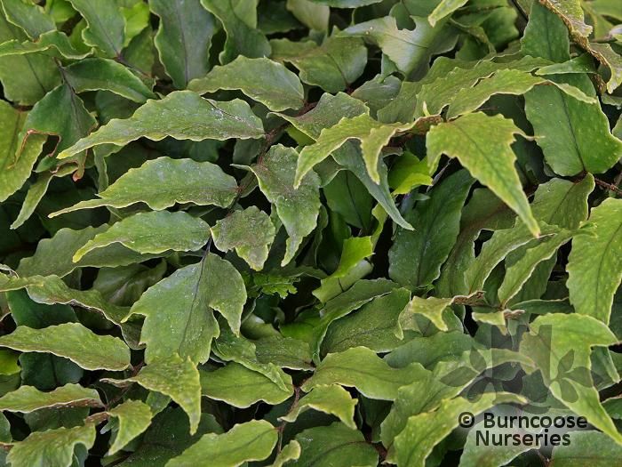 Hardy Ferns Cyrtomium Fortunei from Burncoose Nurseries