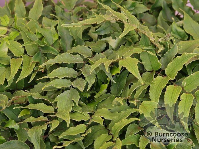Hardy Ferns Cyrtomium Fortunei from Burncoose Nurseries
