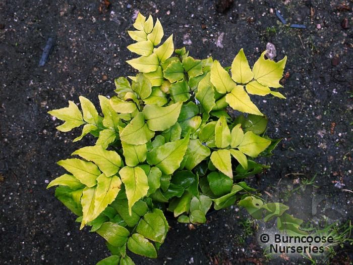 Hardy Ferns Cyrtomium Fortunei from Burncoose Nurseries