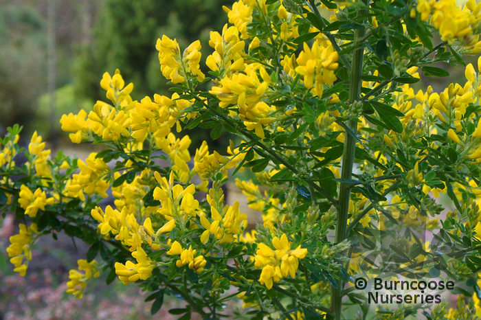 Cytisus 'Porlock' from Burncoose Nurseries