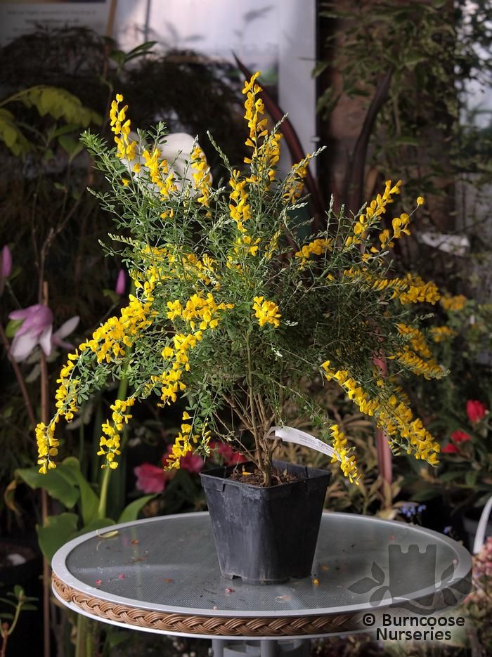 Cytisus 'Porlock' from Burncoose Nurseries