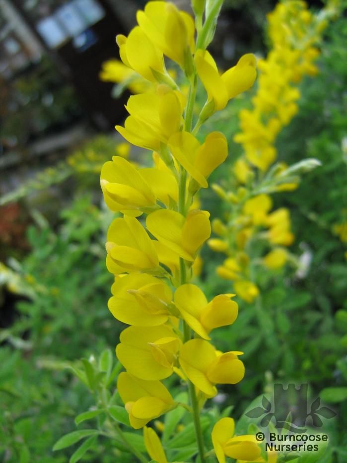 Genista X Spachiana from Burncoose Nurseries