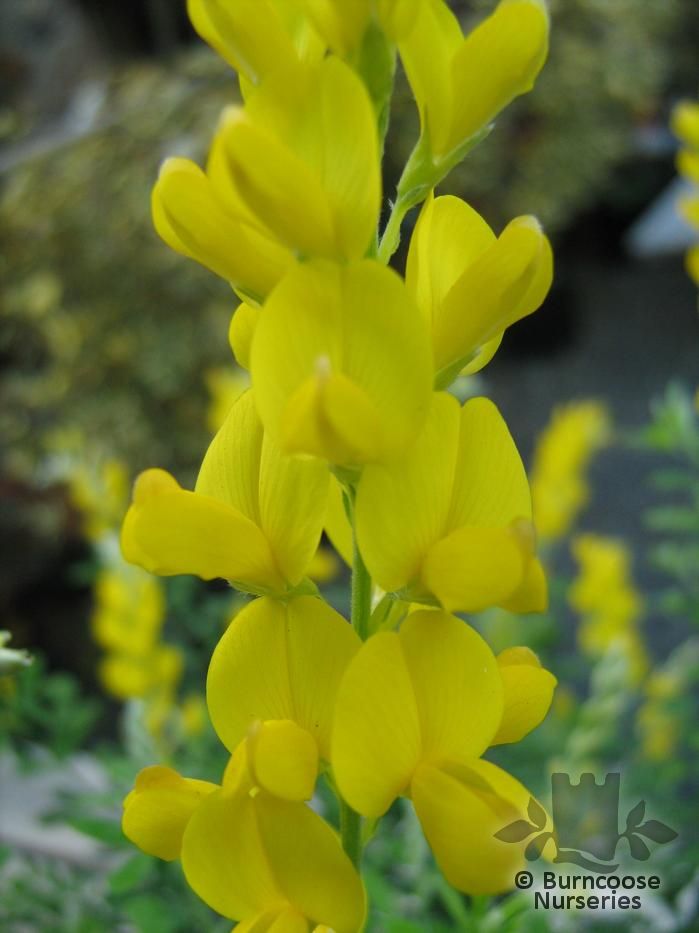 Cytisus 'Porlock' from Burncoose Nurseries