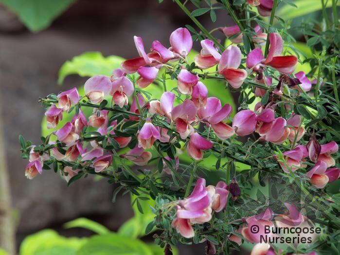 Cytisus from Burncoose Nurseries