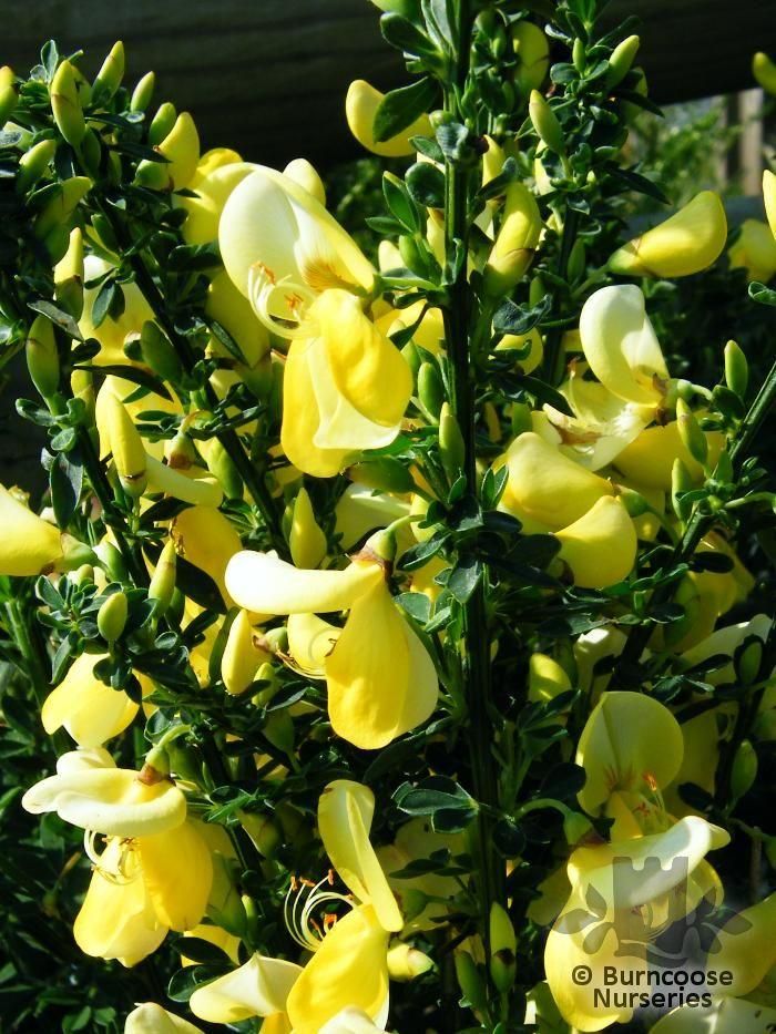 Cytisus Scoparius 'Golden Cascade' from Burncoose Nurseries