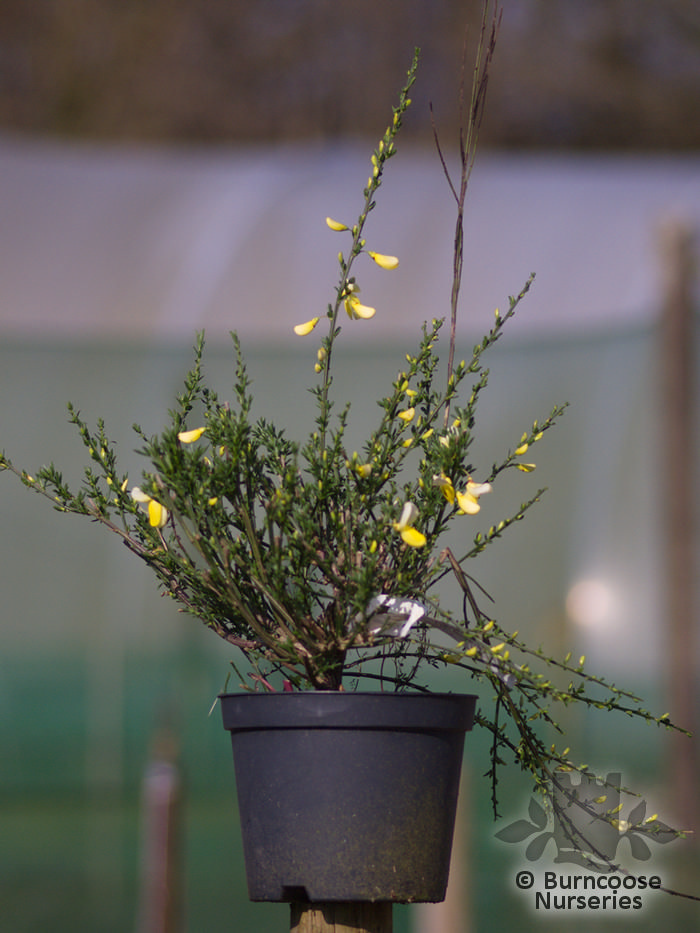 Cytisus Scoparius 'Golden Cascade' from Burncoose Nurseries