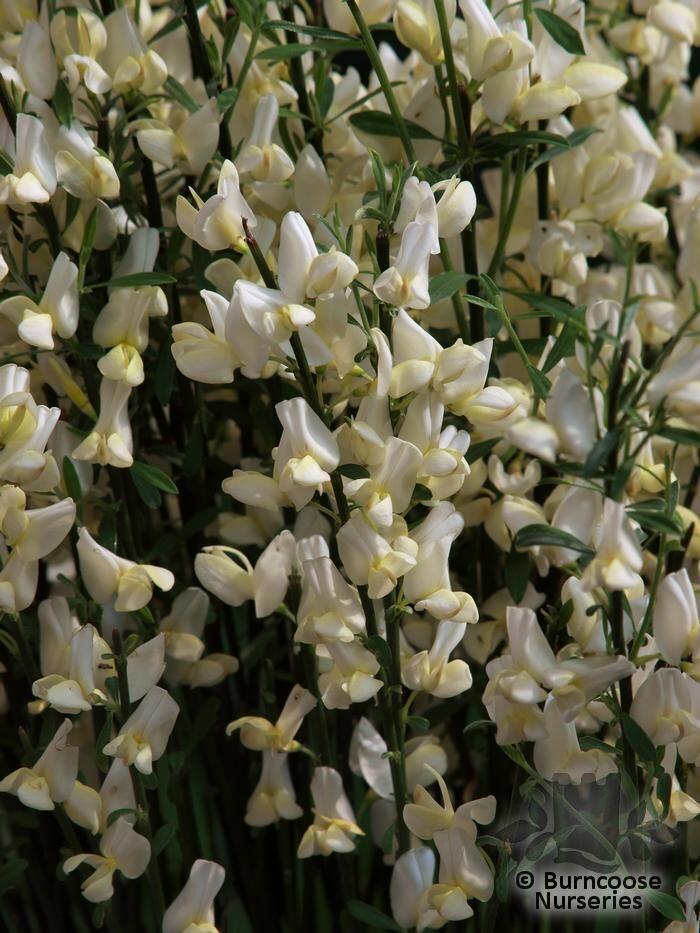 Cytisus X Praecox from Burncoose Nurseries