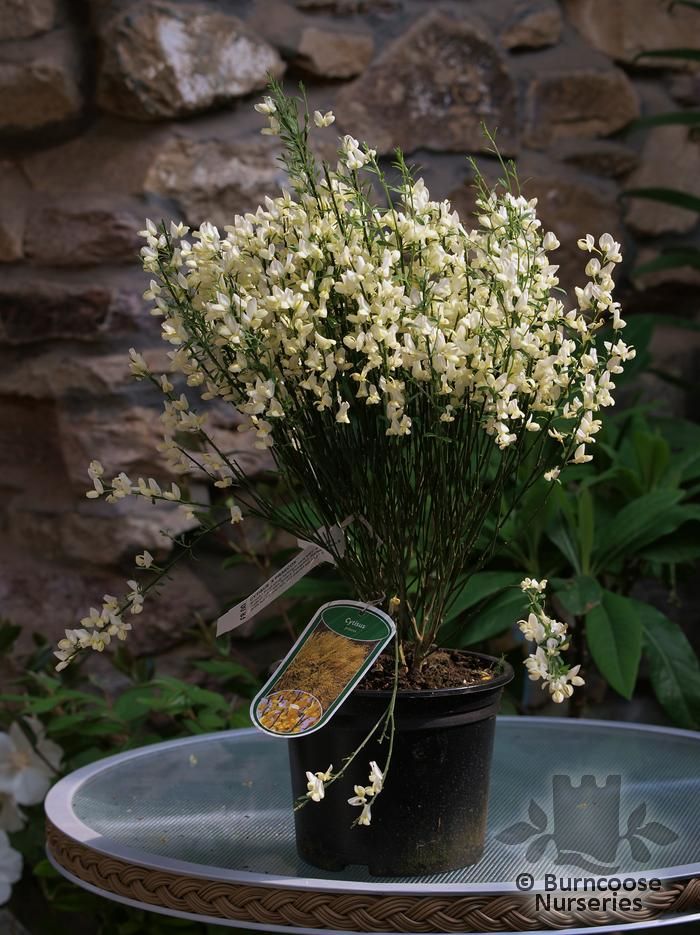Cytisus from Burncoose Nurseries