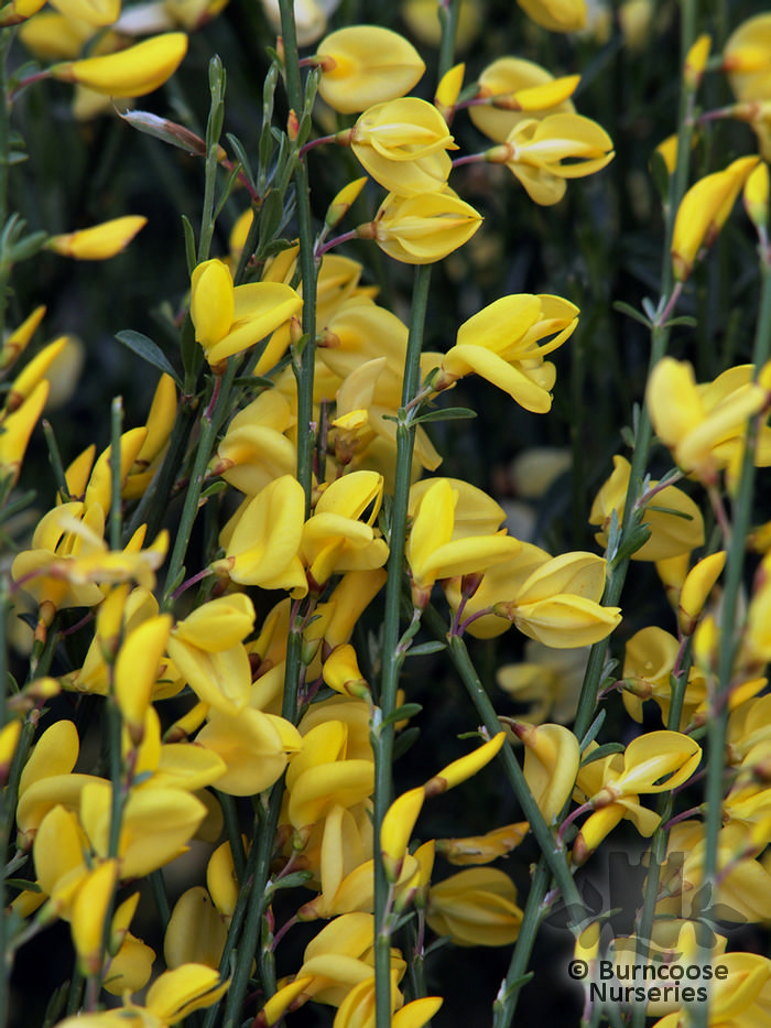 Cytisus X Praecox 'Allgold' from Burncoose Nurseries