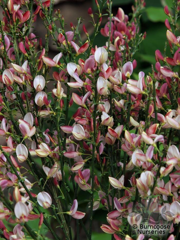 Cytisus X Praecox 'Hollandia' from Burncoose Nurseries