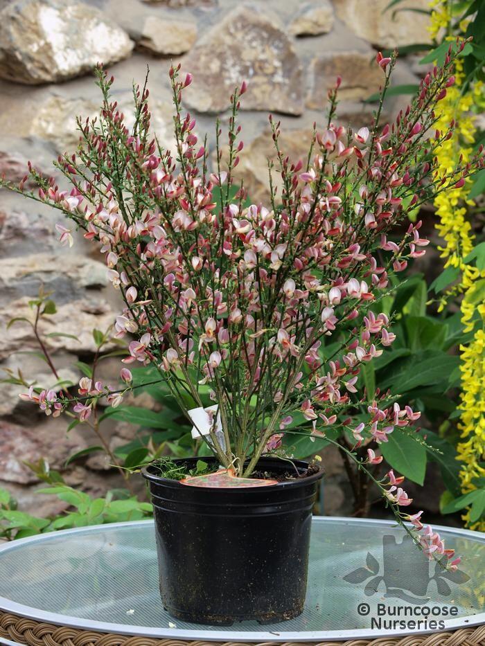 Cytisus X Praecox 'Hollandia' from Burncoose Nurseries