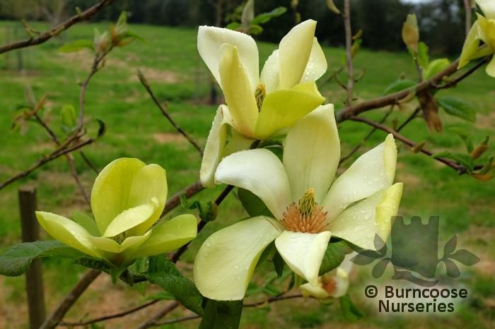Magnolia 'Lemon Star' from Burncoose Nurseries