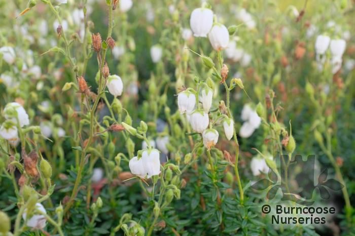 Heathers Daboecia Cantabrica 'Alberta White' from Burncoose Nurseries
