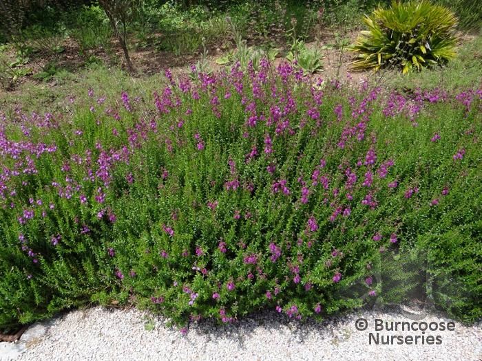 Heathers Daboecia from Burncoose Nurseries