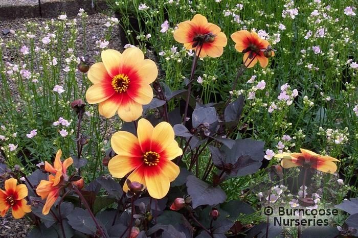 Dahlia 'Moonfire' from Burncoose Nurseries