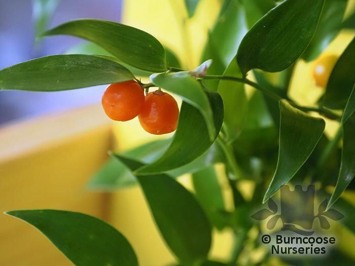 Danae Racemosa from Burncoose Nurseries