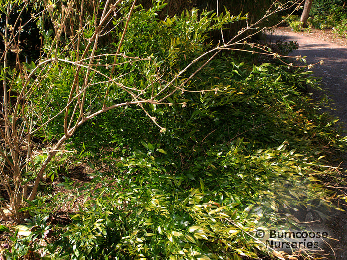 Danae Racemosa from Burncoose Nurseries