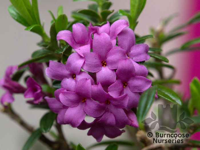Daphne from Burncoose Nurseries