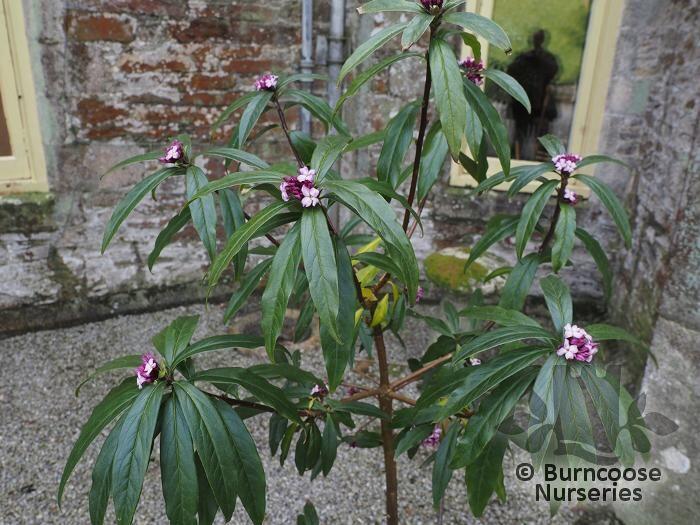 Daphne Bholua 'Mary Rose' from Burncoose Nurseries