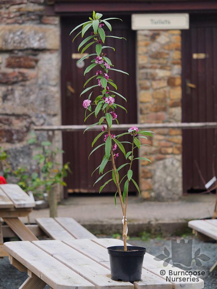 Daphne Bholua 'Mary Rose' from Burncoose Nurseries
