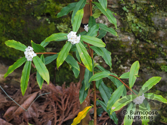 Daphne Bholua 'Spring Herald' from Burncoose Nurseries