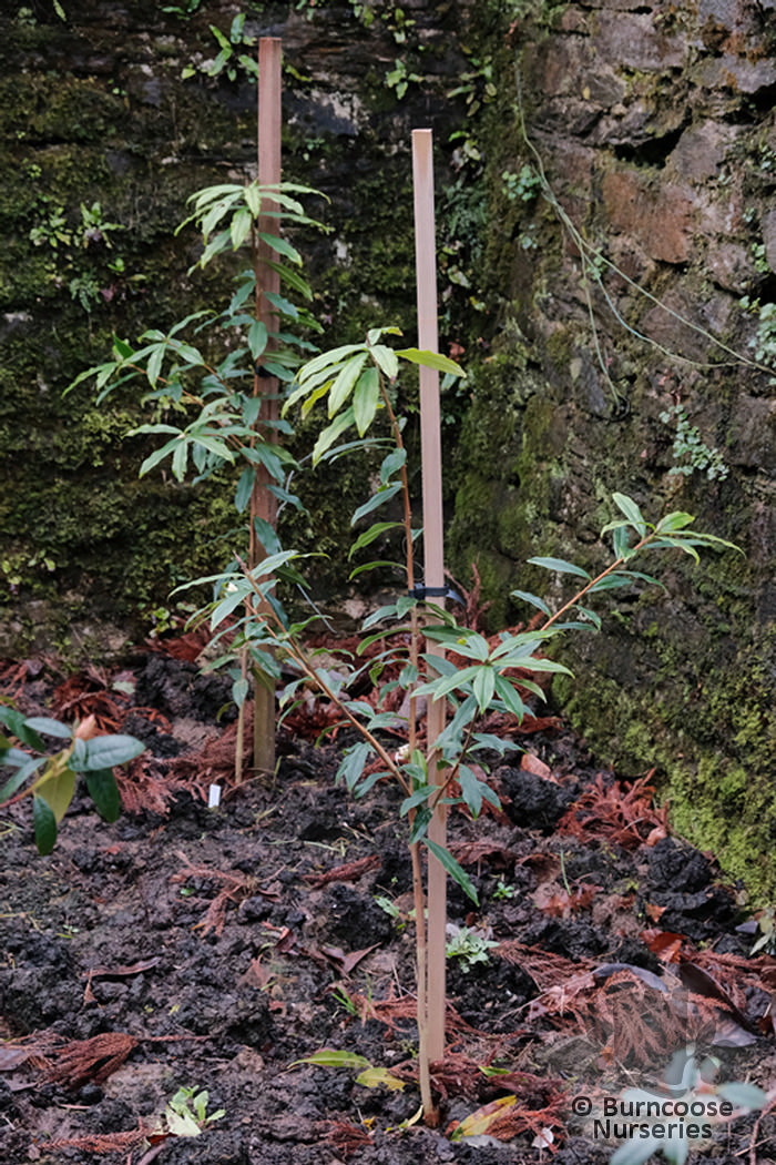 Daphne Bholua 'Spring Herald' from Burncoose Nurseries