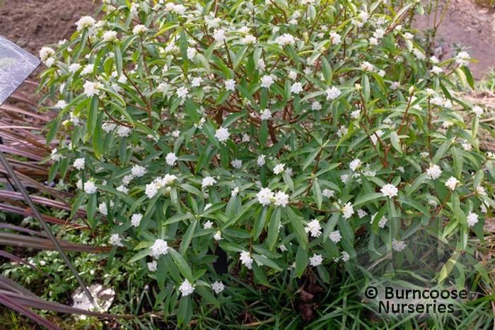 Daphne 'White Queen' from Burncoose Nurseries