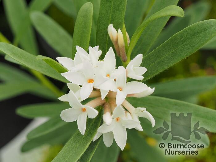 Daphne X Transatlantica 'Eternal Fragrance' from Burncoose Nurseries