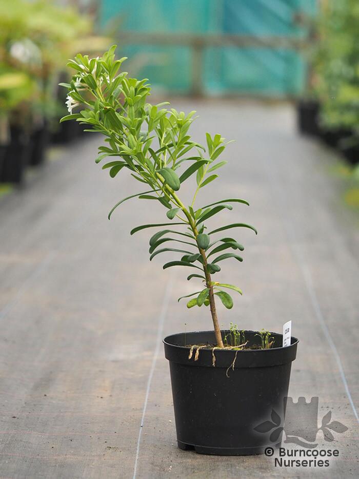 Daphne X Transatlantica 'Eternal Fragrance' from Burncoose Nurseries