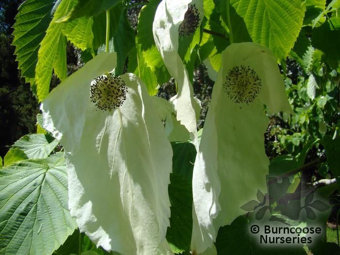 Davidia Involucrata from Burncoose Nurseries