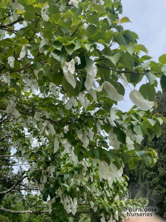 Davidia Involucrata from Burncoose Nurseries