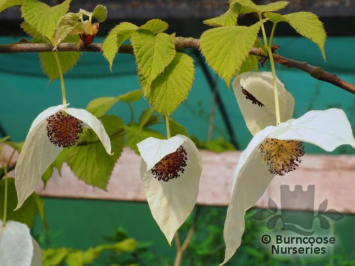 Davidia Involucrata 'Sonoma' from Burncoose Nurseries