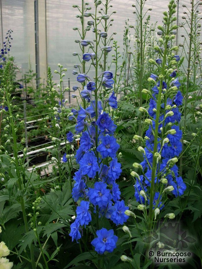 Delphinium 'Blue Bird' from Burncoose Nurseries