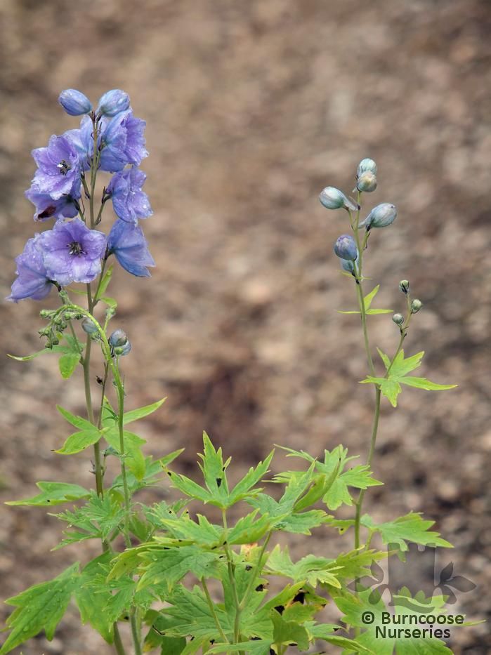 Delphinium 'Cameliard' from Burncoose Nurseries