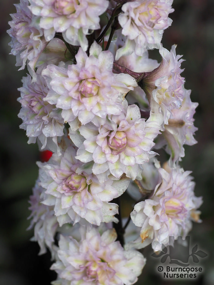 Delphinium 'Cha Cha' from Burncoose Nurseries