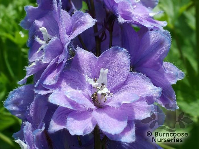 Delphinium 'Guinevere' from Burncoose Nurseries