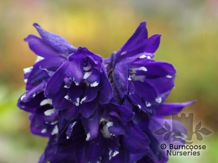 Delphinium 'King Arthur' from Burncoose Nurseries