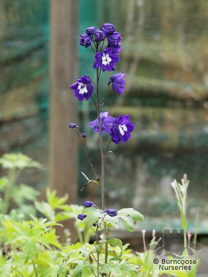 Delphinium 'King Arthur' from Burncoose Nurseries
