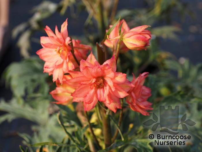 Delphinium 'Red Lark' from Burncoose Nurseries