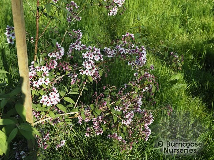 Deutzia Calycosa 'Dali' from Burncoose Nurseries