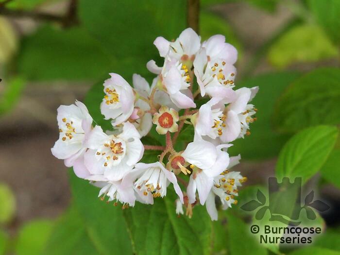 Deutzia from Burncoose Nurseries