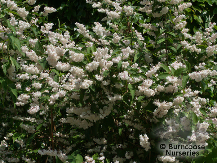 Deutzia from Burncoose Nurseries