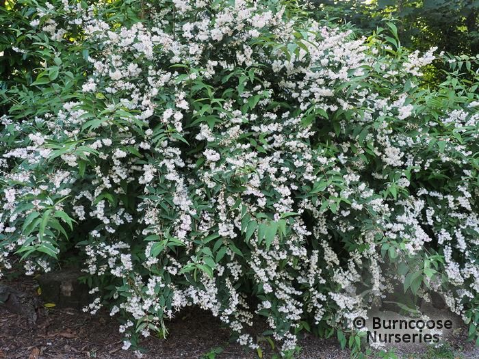 Deutzia Scabra 'Pride Of Rochester' from Burncoose Nurseries