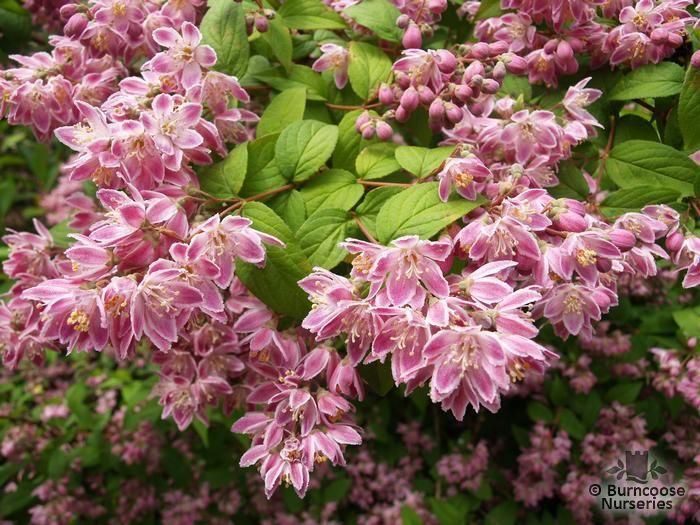 Deutzia X Hybrida 'Strawberry Fields' from Burncoose Nurseries