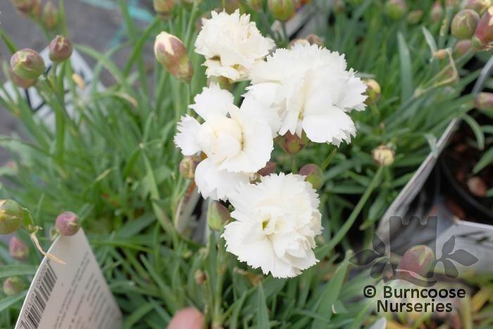 Dianthus 'Arctic Star' from Burncoose Nurseries