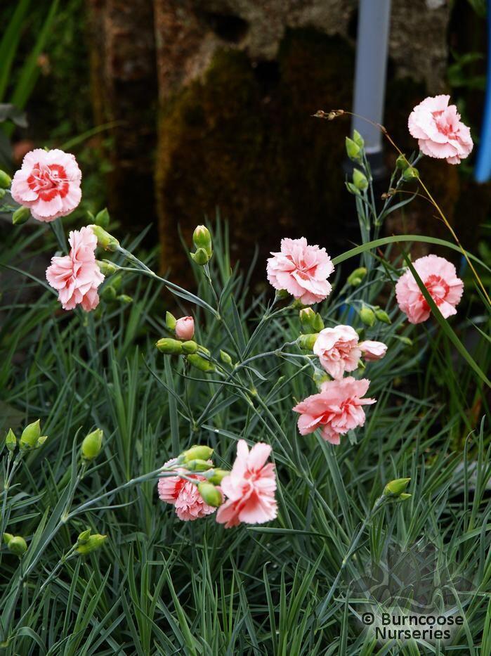 Dianthus 'Doris' from Burncoose Nurseries