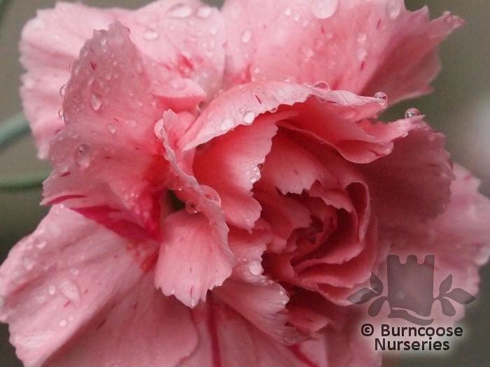 Dianthus 'Doris' from Burncoose Nurseries